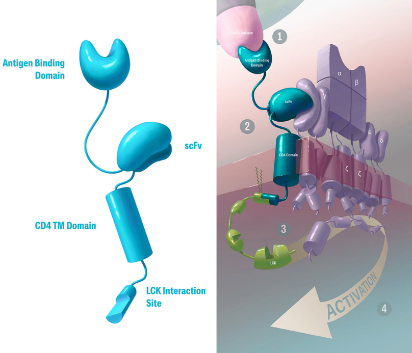 比CAR-T、TCR-T更牛？新型细胞疗法完成首例患者给药，挑战实体瘤治疗难题医药新闻-ByDrug-一站式医药资源共享中心-医药魔方