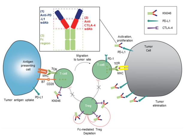 PD-(L)1双抗，能否超越PD-(L)1单抗？医药新闻-ByDrug-一站式医药资源共享中心-医药魔方
