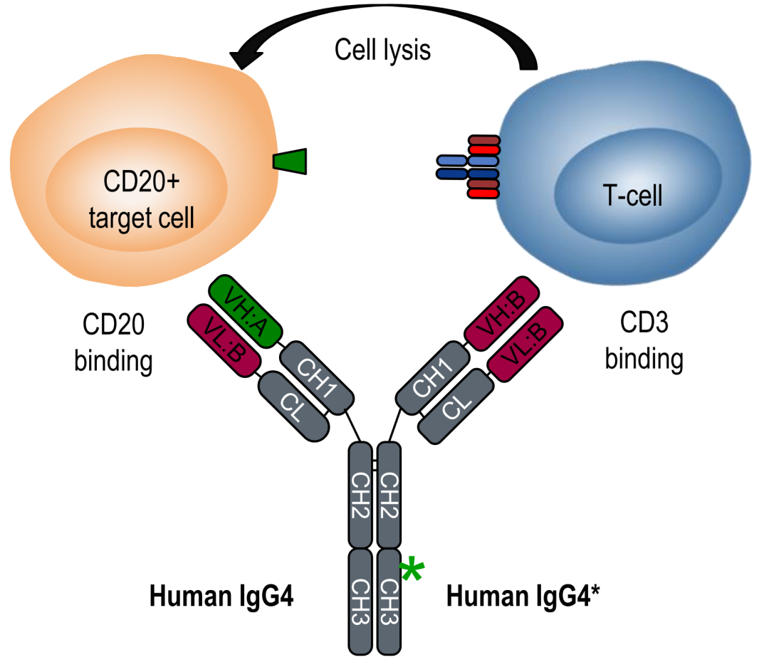 爱思迈生物申报CD20/CD3双抗，国内第3家医药新闻-ByDrug-一站式医药资源共享中心-医药魔方