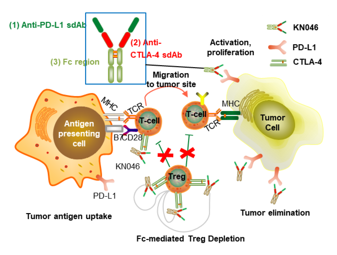 康宁杰瑞PDL1/CTLA-4双抗获批临床，治疗非小细胞肺癌医药新闻-ByDrug-一站式医药资源共享中心-医药魔方