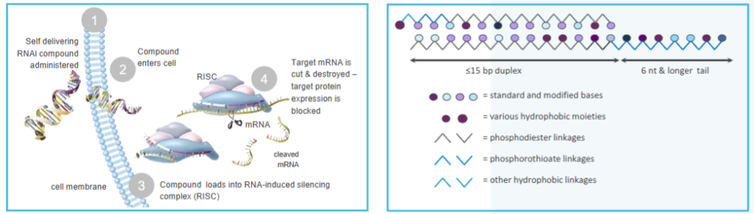 双靶点抗癌RNAi疗法来了医药新闻-ByDrug-一站式医药资源共享中心-医药魔方