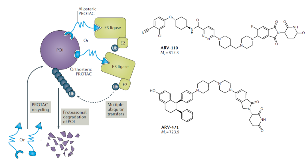Nature重磅：一文揭示1336个PROTAC靶点（附详细清单）医药新闻-ByDrug-一站式医药资源共享中心-医药魔方