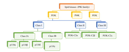 实力靶点PI3K：诸侯争霸，剑走奇峰医药新闻-ByDrug-一站式医药资源共享中心-医药魔方
