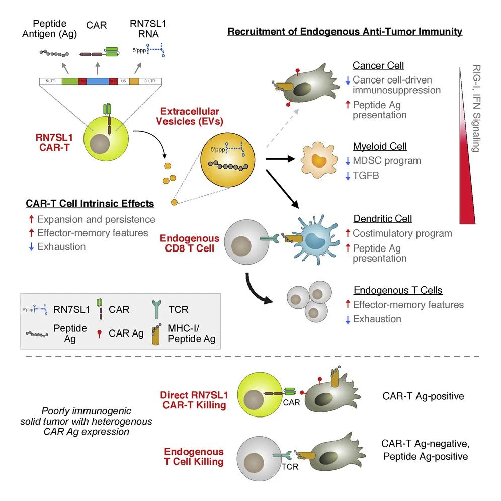 何霆点评 | Carl June最新Cell：挑战实体瘤，不一样的CAR-T来了……医药新闻-ByDrug-一站式医药资源共享中心-医药魔方