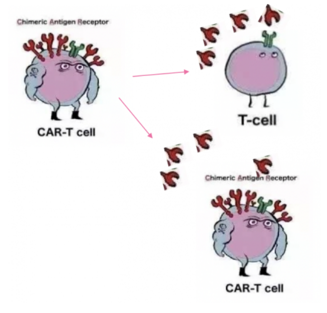 B村资讯丨破解CAR-T“自相残杀”！博生吉、亘喜CD7靶点在行动医药新闻-ByDrug-一站式医药资源共享中心-医药魔方