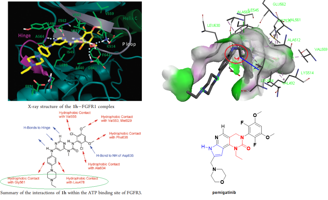 靶向泛FGFR：信达生物 vs 联拓生物医药新闻-ByDrug-一站式医药资源共享中心-医药魔方