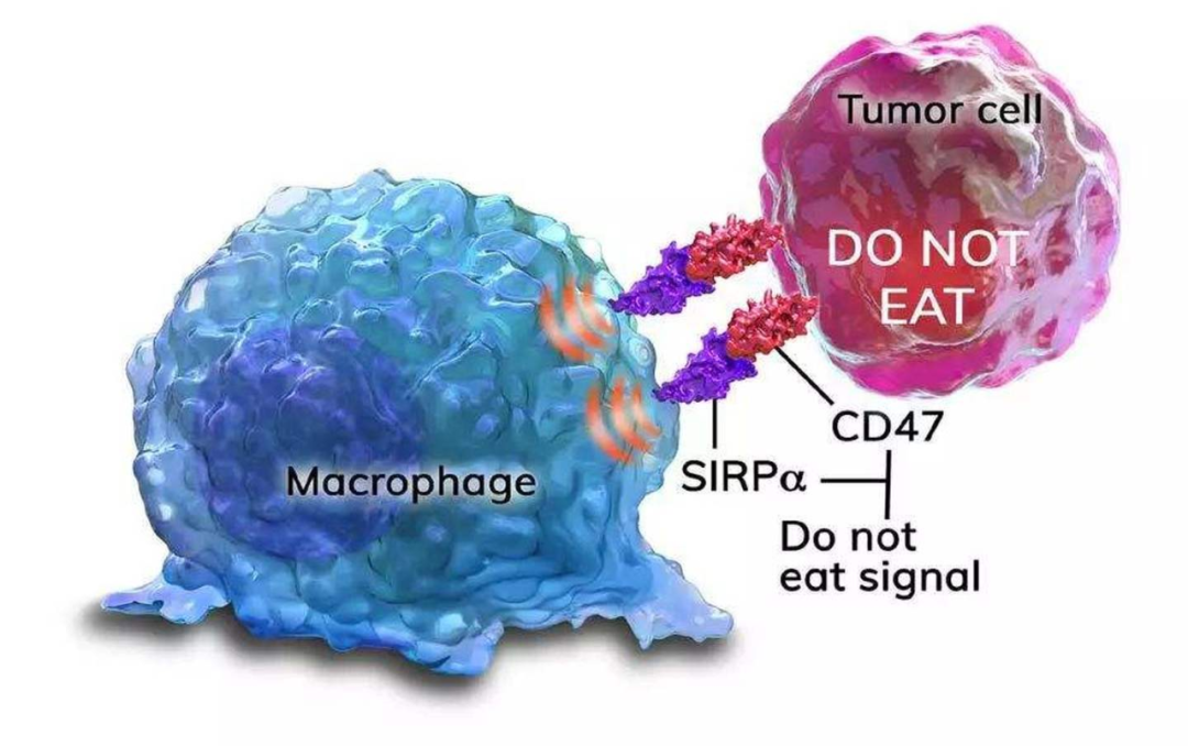 CD47，下一个PD-1？医药新闻-ByDrug-一站式医药资源共享中心-医药魔方