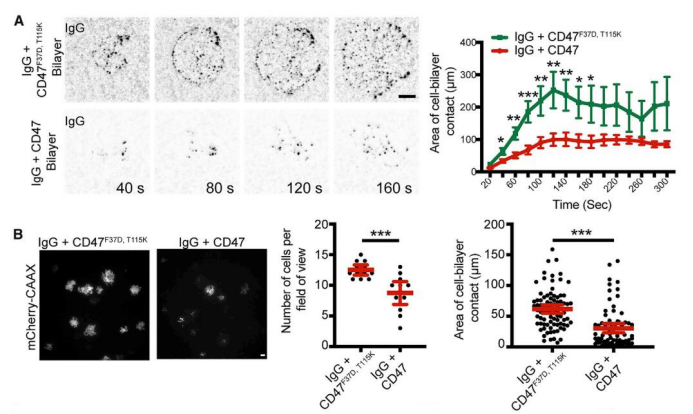 小药谈肿瘤免疫：CD47-SIRPa轴医药新闻-ByDrug-一站式医药资源共享中心-医药魔方