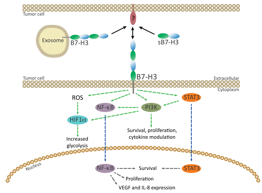 实力靶点B7-H3：免疫新秀，锋芒渐露医药新闻-ByDrug-一站式医药资源共享中心-医药魔方