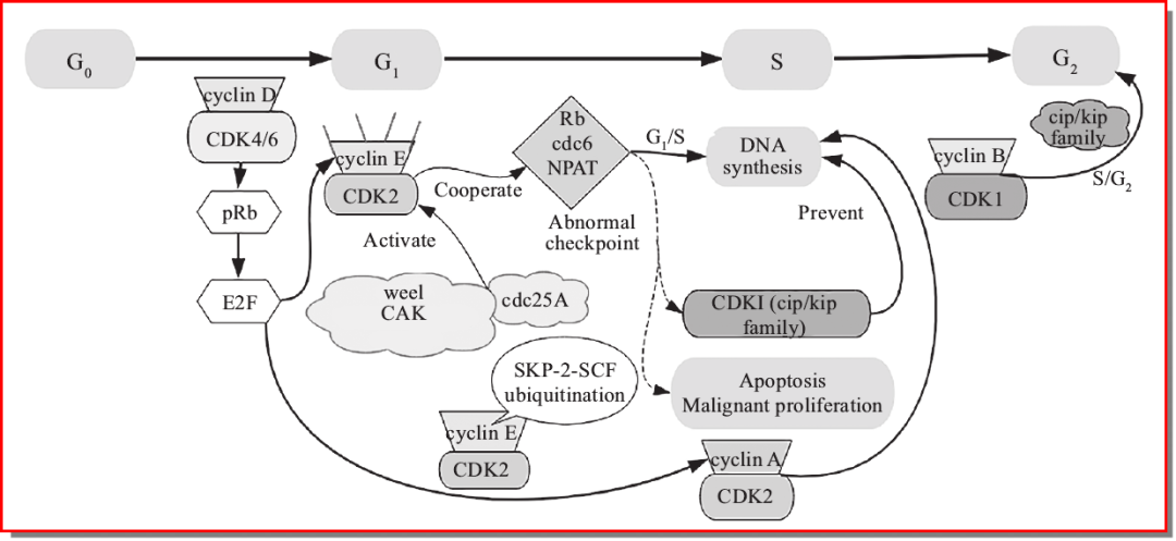 靶点CDK2，最高阶段临床III期，是否值得深入跟进？医药新闻-ByDrug-一站式医药资源共享中心-医药魔方