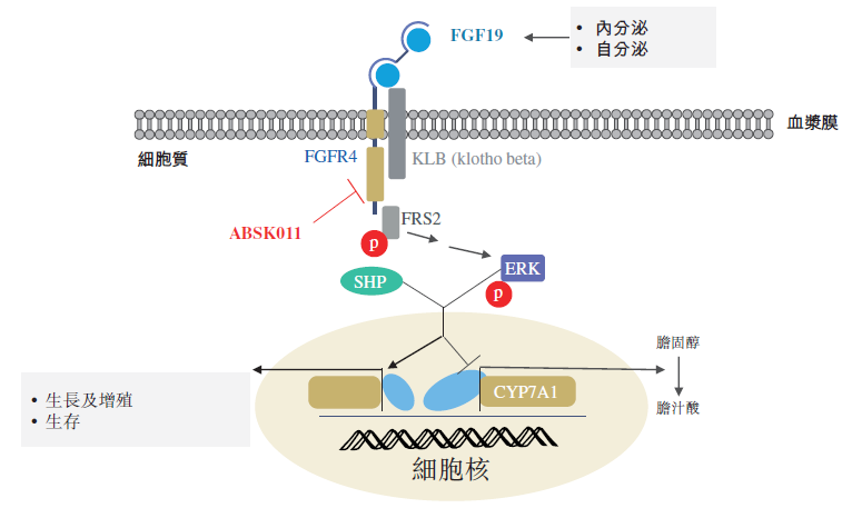 和誉医药香港上市：小分子靶向药物、小分子肿瘤免疫药物双引擎医药新闻 Bydrug 一站式医药资源共享中心 医药魔方