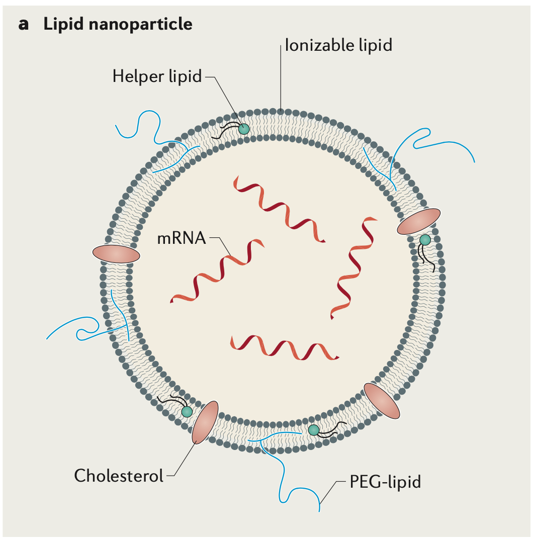 Nature Reviews Materials丨mRNA疫苗非病毒递送系统医药新闻-ByDrug-一站式医药资源共享中心-医药魔方