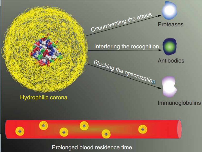 生物分析专栏 | PEG修饰药物的药代动力学和生物分析医药新闻-ByDrug-一站式医药资源共享中心-医药魔方