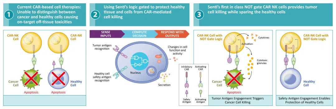 卢冠达细胞疗法公司Senti Bio公布临床前数据，基因电路逻辑门有效帮助分辨细胞医药新闻-ByDrug-一站式医药资源共享中心-医药魔方