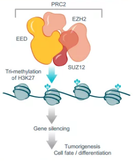 FDA批准的首款EZH2抑制剂在华申报临床医药新闻-ByDrug-一站式医药资源共享中心-医药魔方