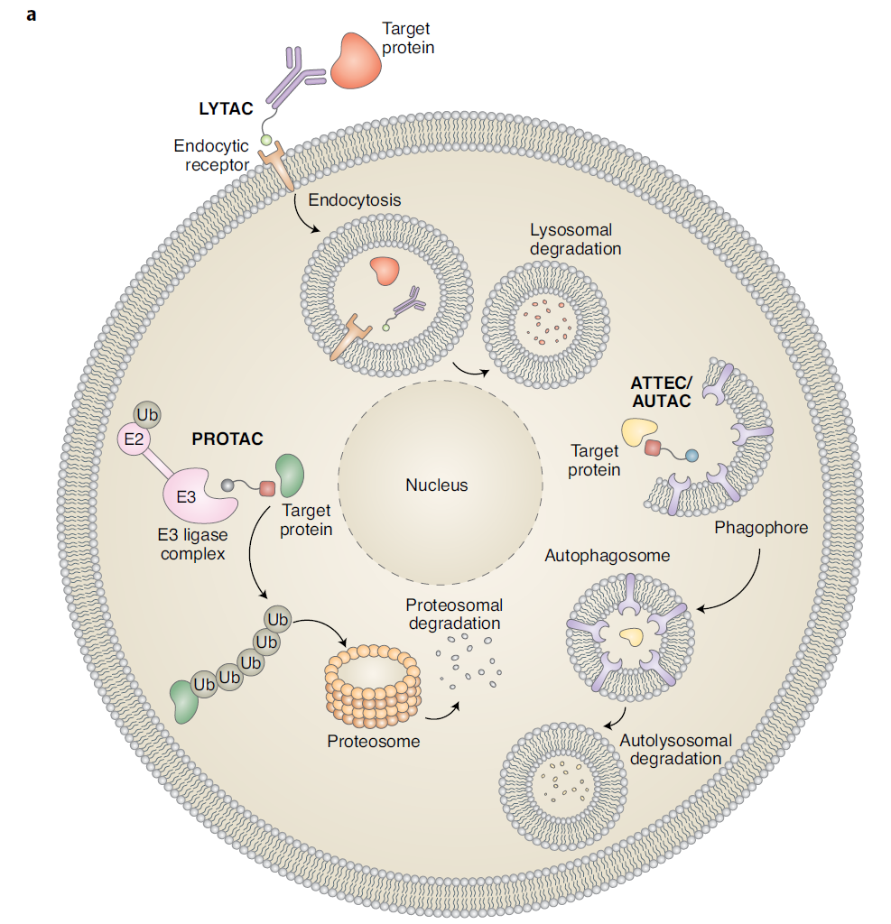 PROTAC之后，LYTAC、ATTEC成为新一轮“吸金点”……医药新闻-ByDrug-一站式医药资源共享中心-医药魔方