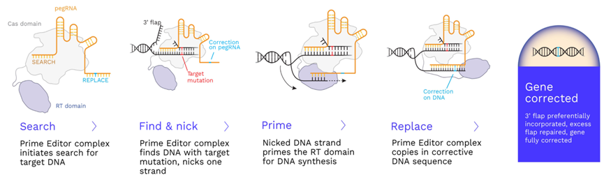 吸金5.45亿美元！基因编辑江湖再增风云：从Gene Writing到Prime Editing，谁将成为下一代基因编辑技术？医药新闻 ...
