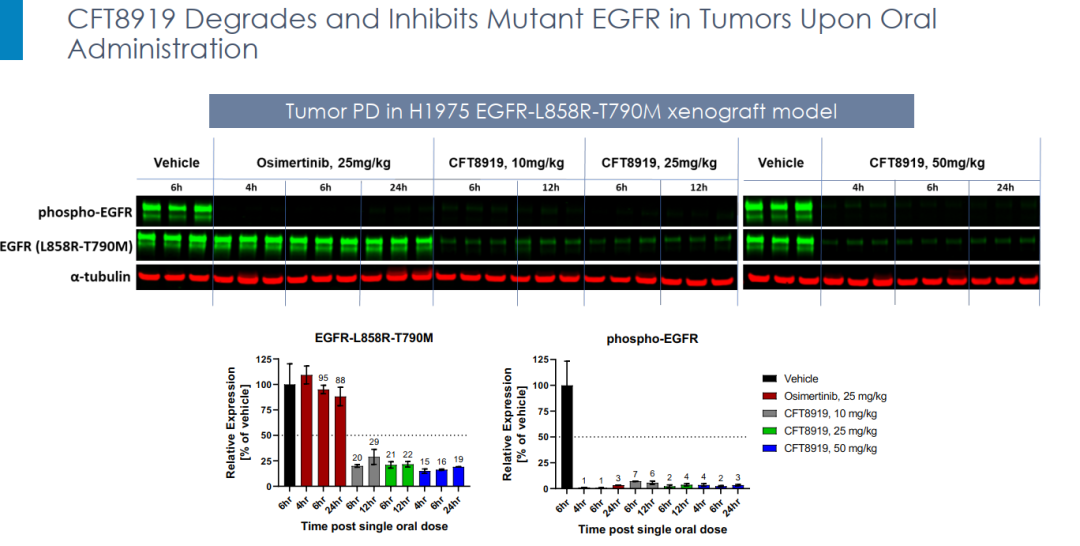 EGFR抑制剂开发归途：靶标降解医药新闻-ByDrug-一站式医药资源共享中心-医药魔方