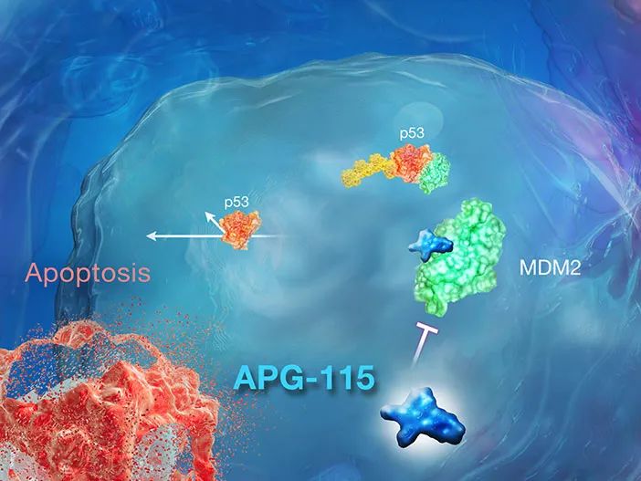 亚盛医药MDM2-p53抑制剂APG-115获FDA孤儿药认定，治疗IIB-IV期黑色素瘤医药新闻-ByDrug-一站式医药资源共享中心-医药魔方