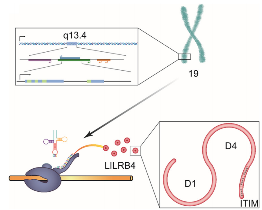 小药谈肿瘤免疫：LILRB4医药新闻-ByDrug-一站式医药资源共享中心-医药魔方