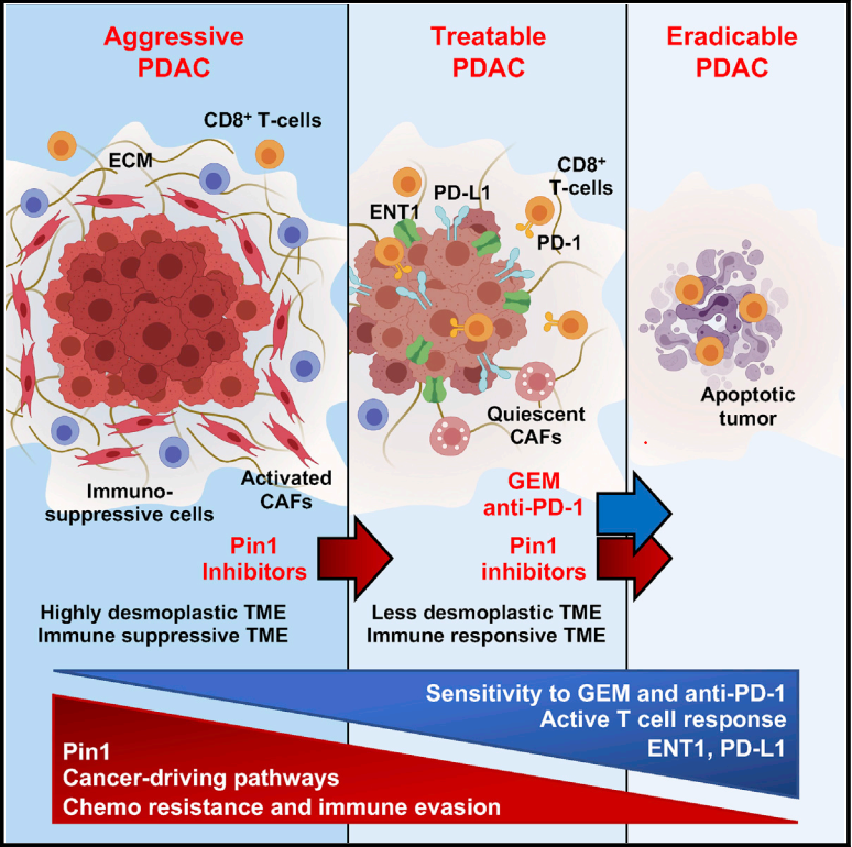 Cell报道胰腺癌治疗新突破：PD-1抗体+Pin1抑制剂+吉西他滨，可完全清除小鼠肿瘤医药新闻-ByDrug-一站式医药资源共享中心-医药魔方