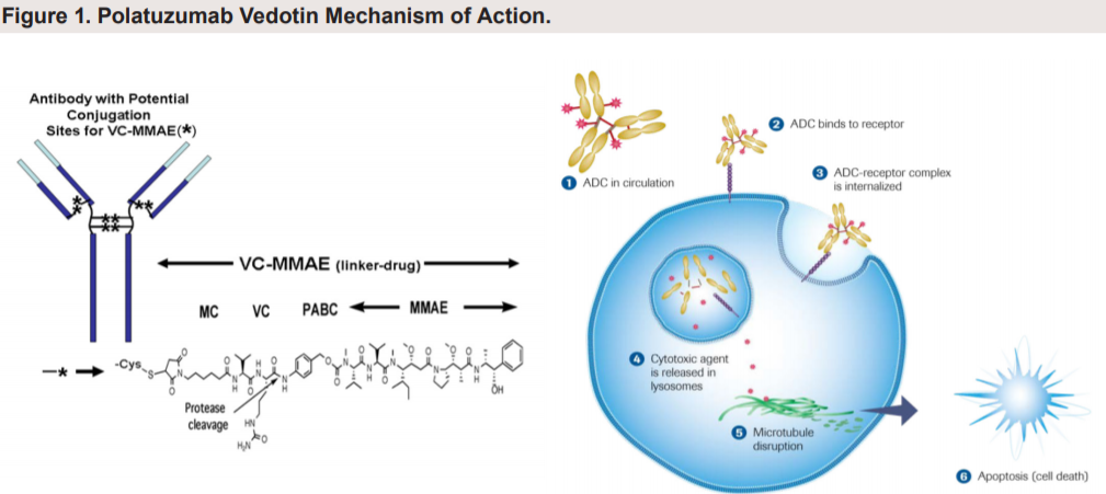 20年来重大进展！罗氏CD79b ADC一线治疗DLBCL的III期研究成功医药新闻-ByDrug-一站式医药资源共享中心-医药魔方