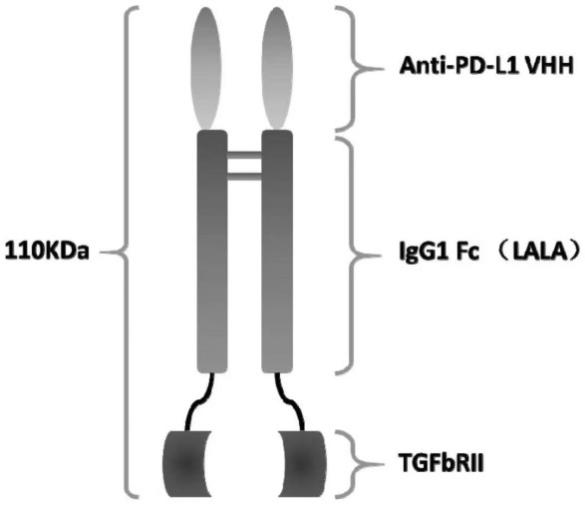 从2021年ESMO看PD-(L)1×TGF-β医药新闻-ByDrug-一站式医药资源共享中心-医药魔方