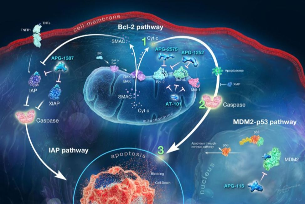 剑指30亿美元空间！Bcl-2研发正当时医药新闻-ByDrug-一站式医药资源共享中心-医药魔方