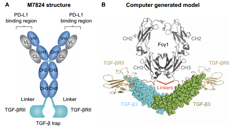 默克PD-L1/TGF-β将开展联合LAG-3疗法临床研究医药新闻-ByDrug-一站式医药资源共享中心-医药魔方