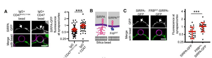 小药谈肿瘤免疫：CD47-SIRPa轴医药新闻-ByDrug-一站式医药资源共享中心-医药魔方