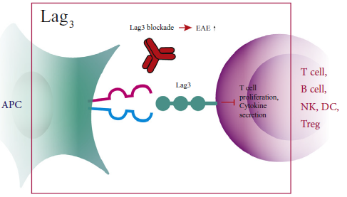 泰煜投资Portfolio，时迈药业全球首创LAG-3抗体获批临床医药新闻-ByDrug-一站式医药资源共享中心-医药魔方
