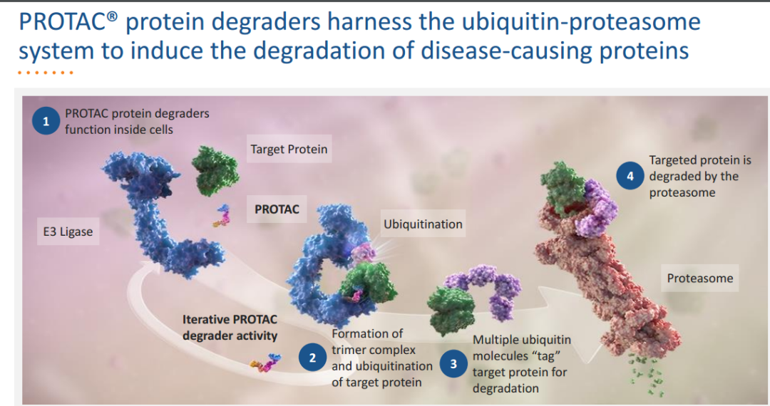 【聚焦AACR】PROTAC明星分子 ARV-110 、ARV-471结构首次公布医药新闻-ByDrug-一站式医药资源共享中心-医药魔方
