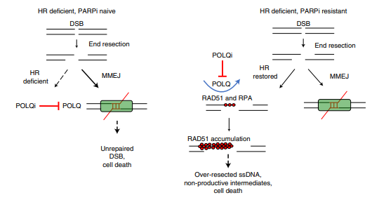 实力靶点Polθ：潜力迸发，巨头入局医药新闻-ByDrug-一站式医药资源共享中心-医药魔方